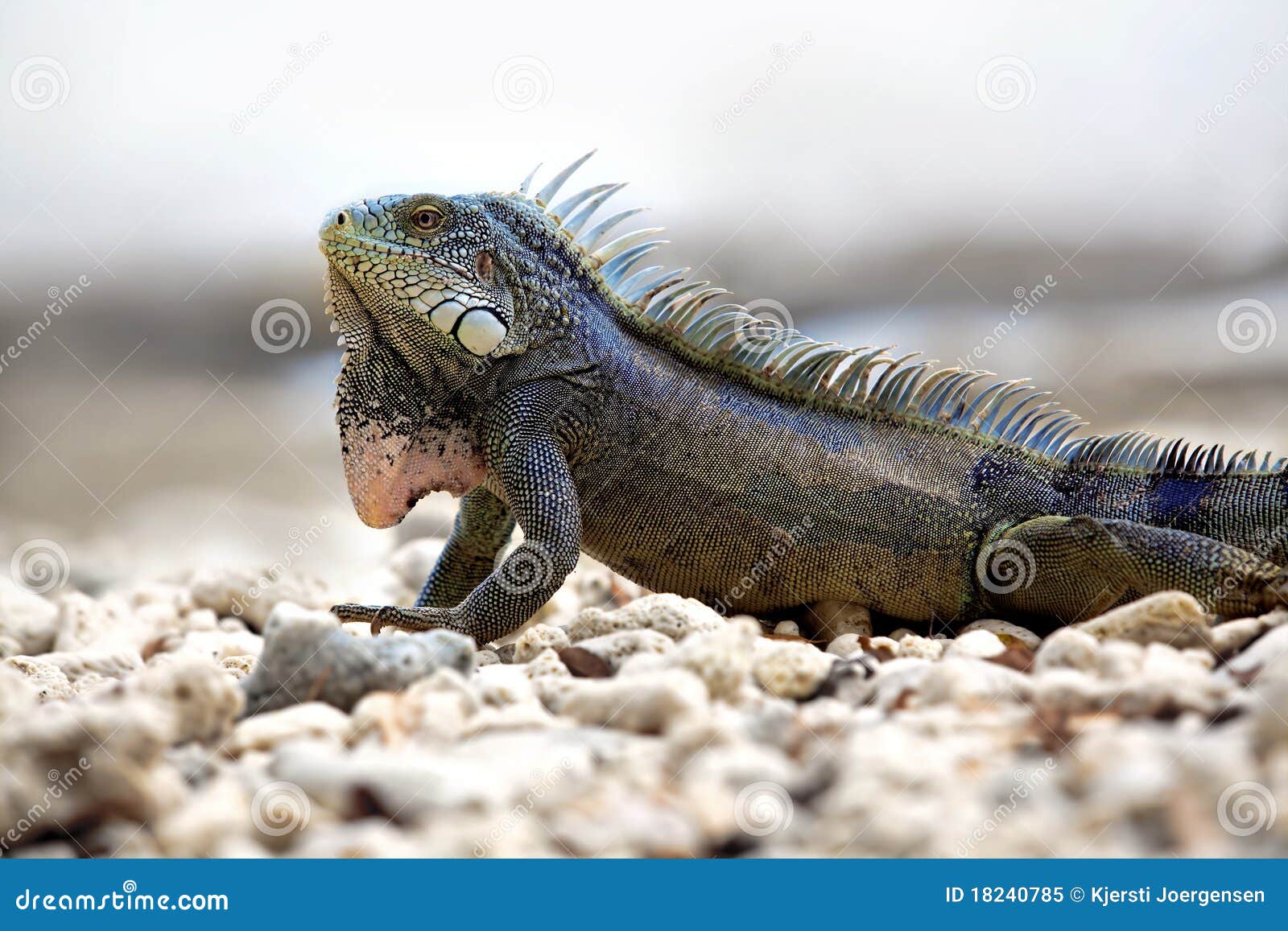 Leguaan stock afbeelding. Image of reptiel, caraïbisch - 18240785