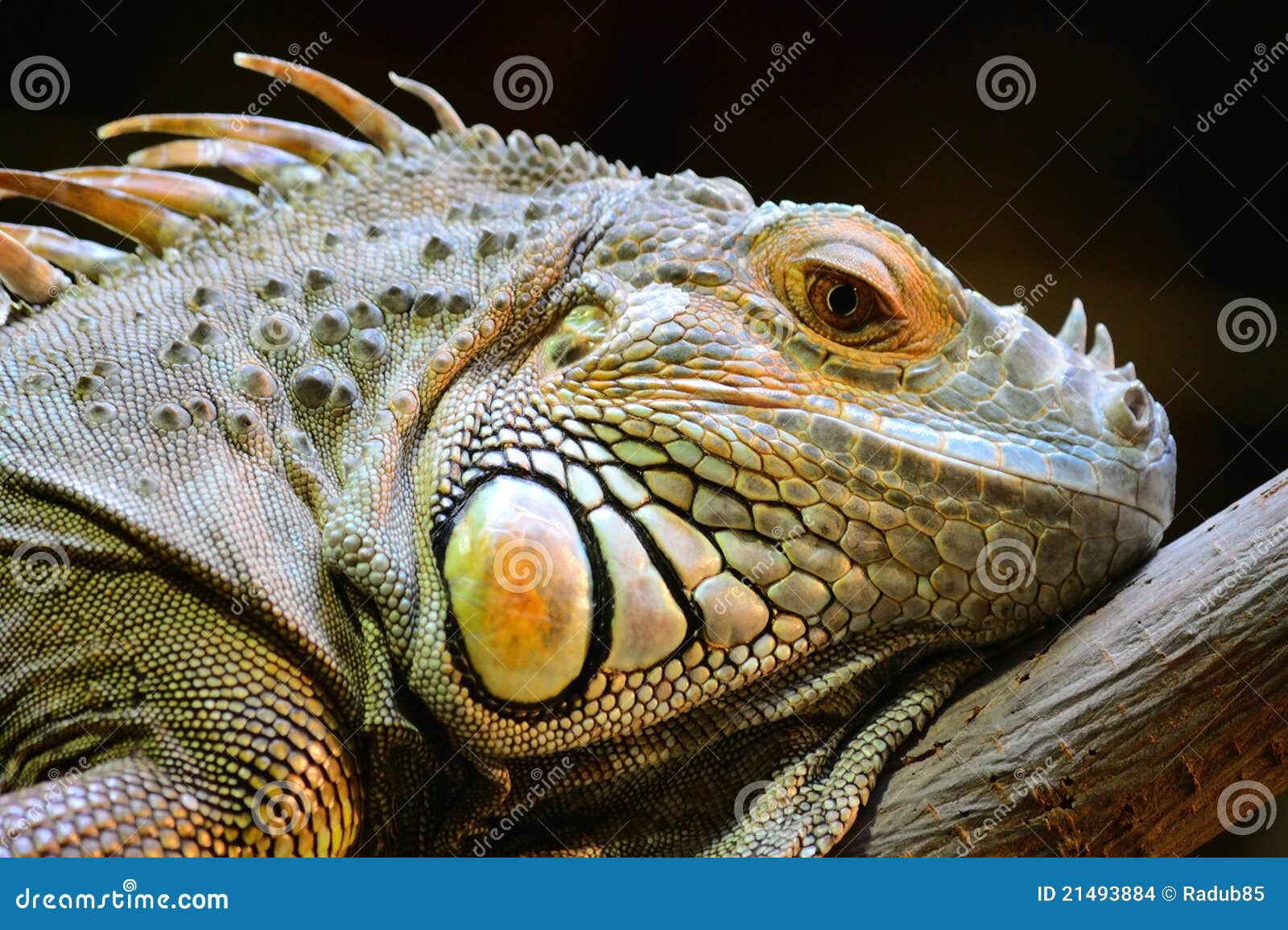 Leguaan stock foto. Image of gevangene, dieren, exotisch - 21493884