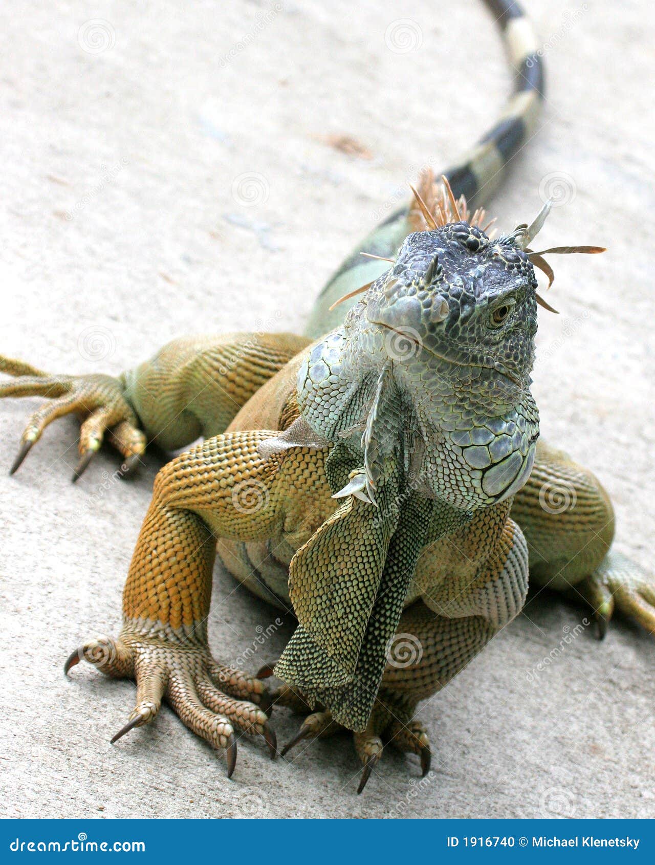 Leguaan 3 stock foto. Image of stellen, uniek, voorhistorisch - 1916740