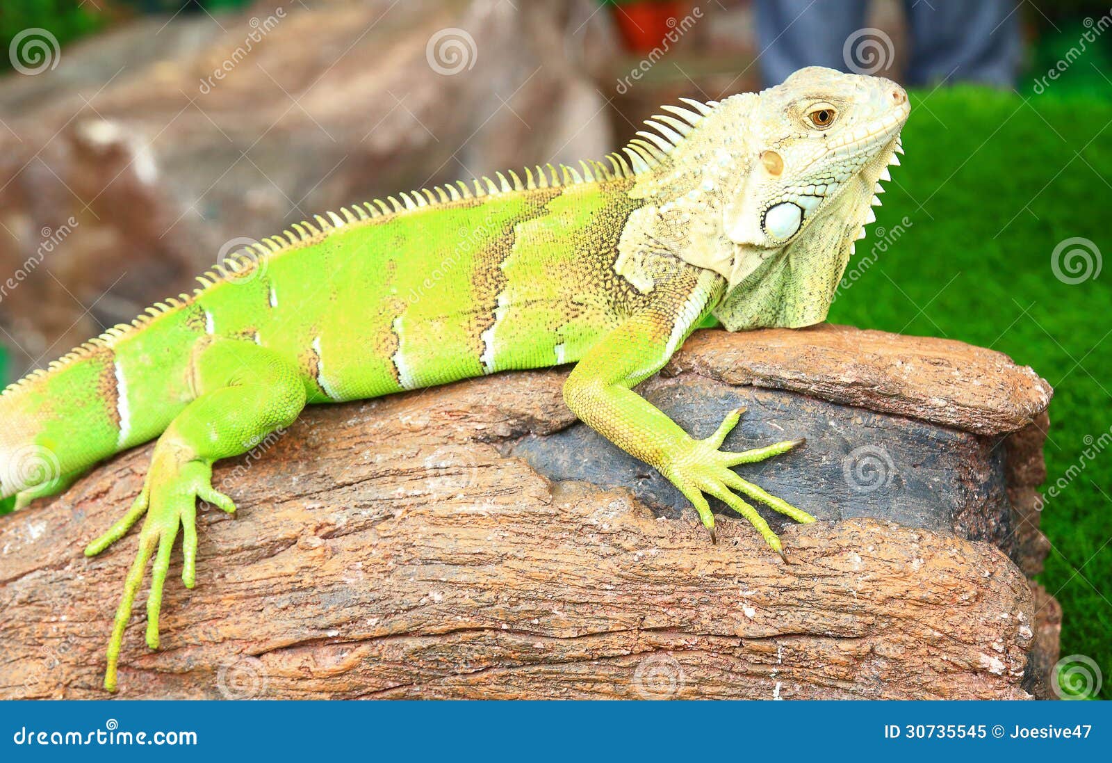 Leguaan stock afbeelding. Image of boom, doornig, gevouwen - 30735545