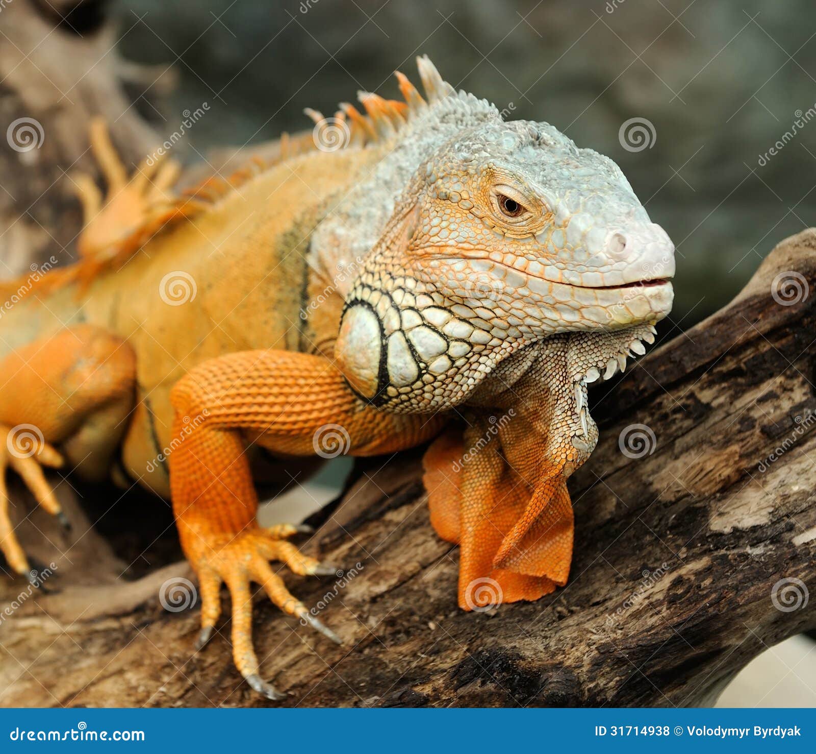 Leguaan stock foto. Image of mening, lichaam, zwemmen - 31714938