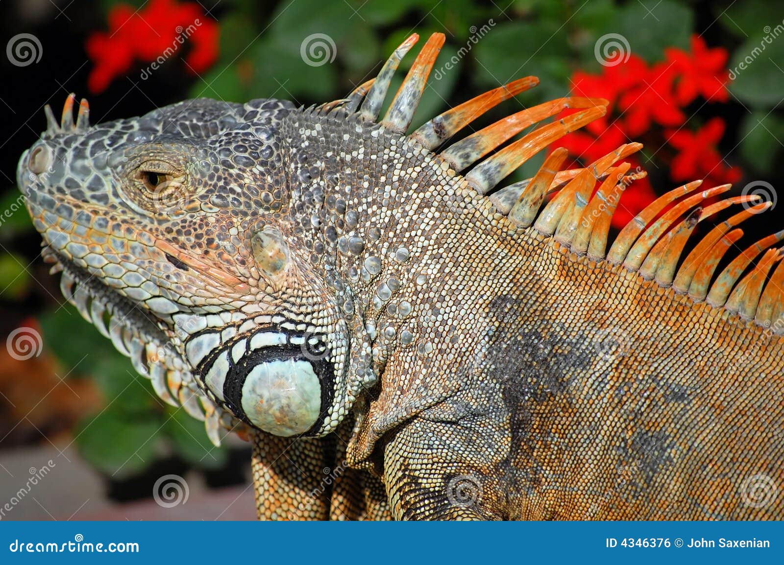 Leguaan stock foto. Image of huisdieren, nieuwsgierig - 4346376