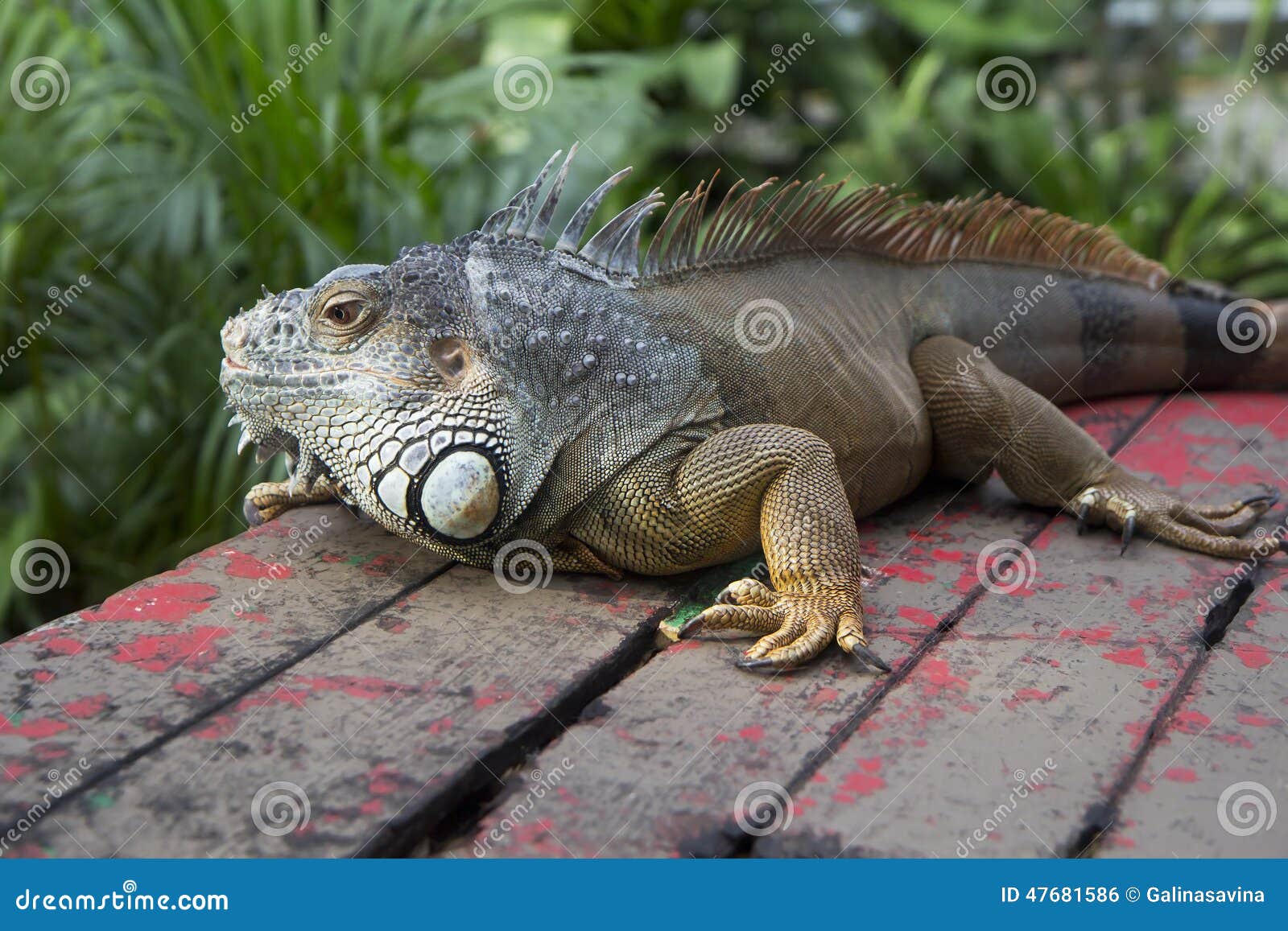 Leguaan stock foto. Image of leguaan, draak, ogen, schalen - 47681586