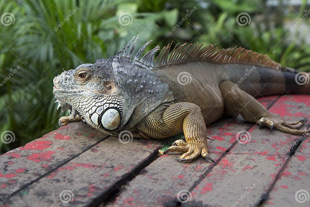 Leguaan stock foto. Image of leguaan, draak, ogen, schalen - 47681586