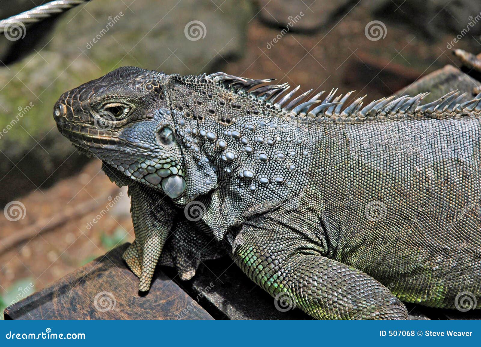 Leguaan stock foto. Image of zonnig, droog, huisdier, reptiel - 507068