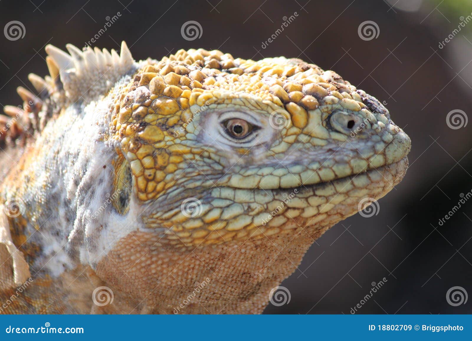 Leguaan Op Het Eiland De Galapagos Van Het Plein Van Het Zuiden Stock ...