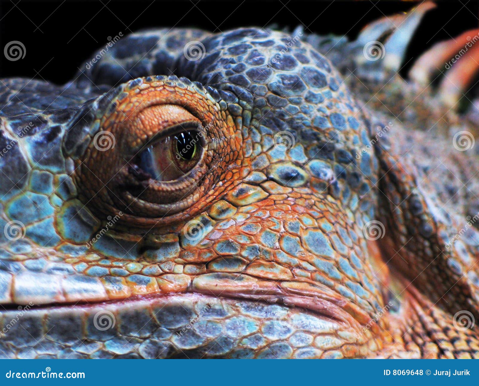 Leguan 1 stock photo. Image of scutellation, motionless - 8069648