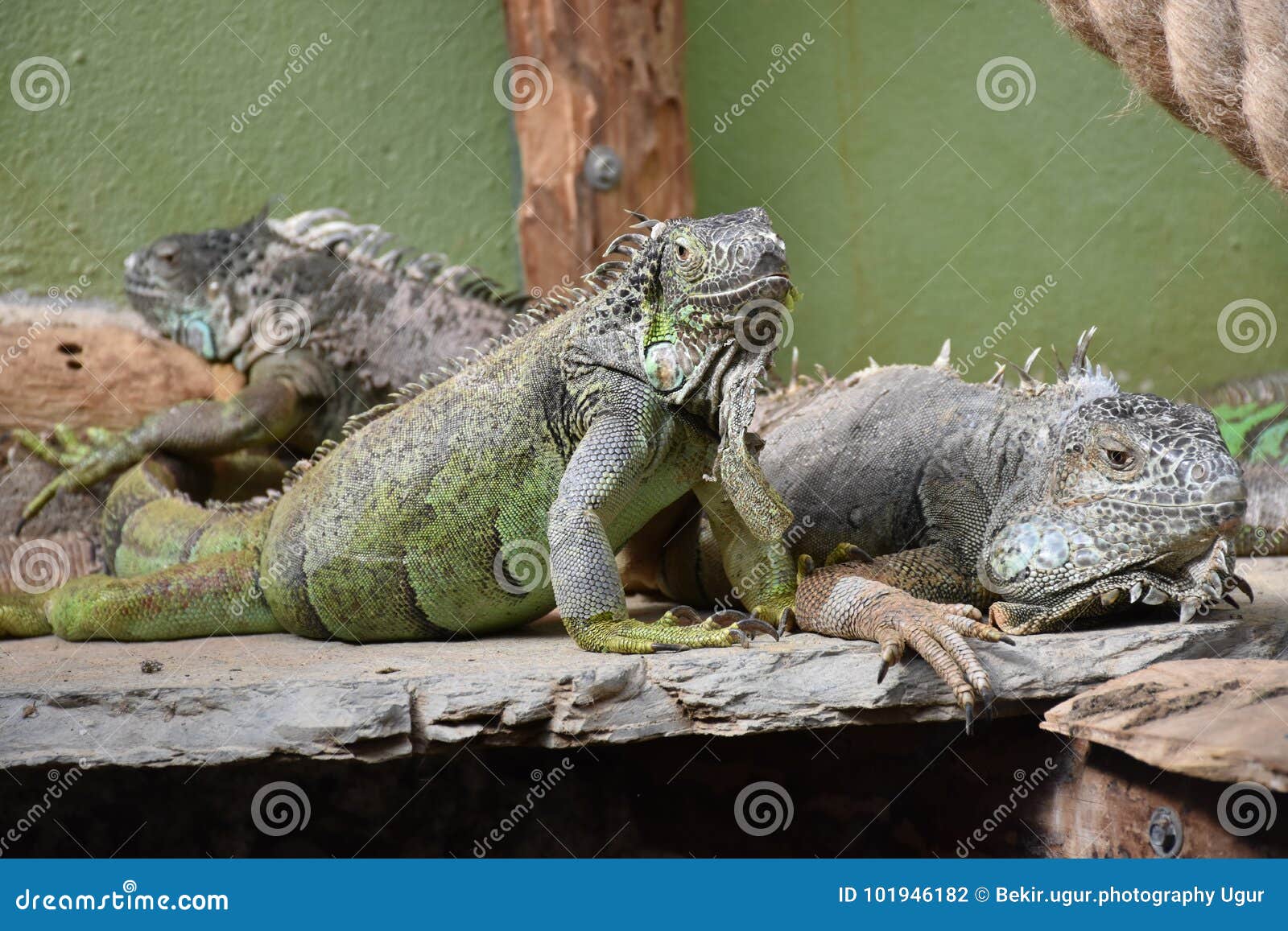 Leguan arkivfoto. Bild av herbivor, kusligt, reptil - 101946182