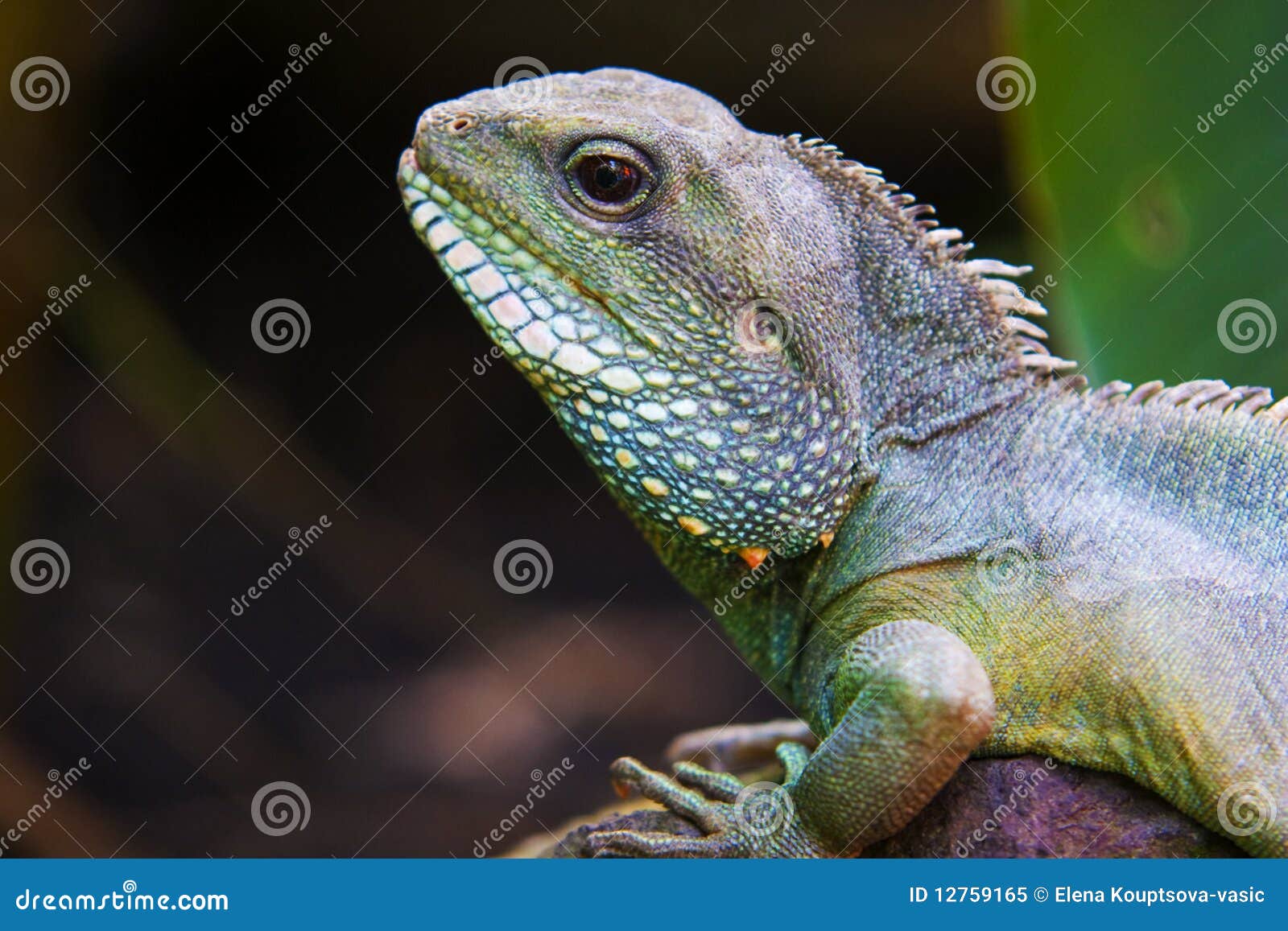Leguan stock image. Image of spiky, lizard, tropics, relaxed - 12759165