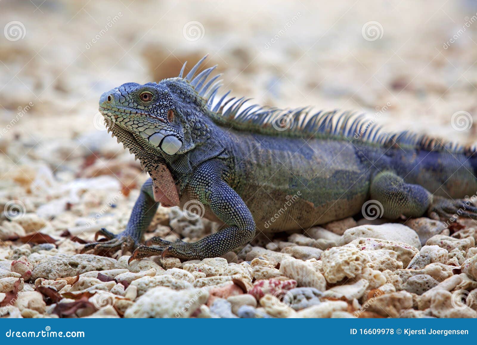 Leguan arkivfoto. Bild av semester, leguan, varelse, parkera - 16609978