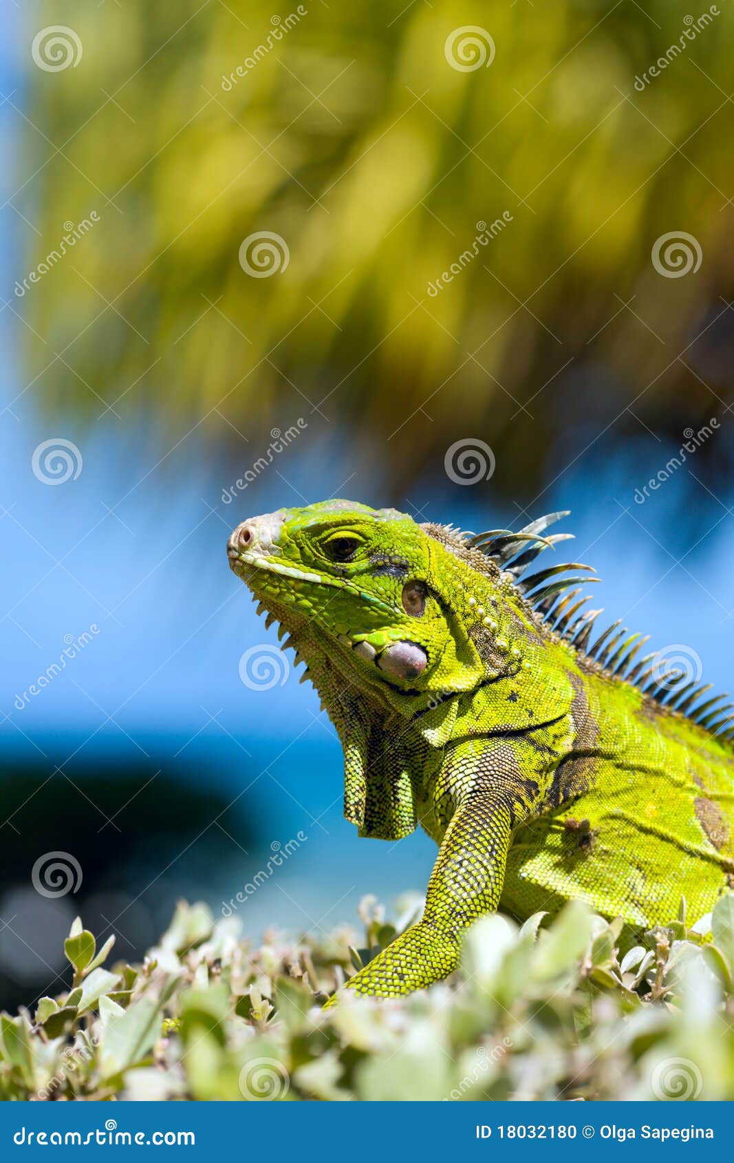 Leguan arkivfoto. Bild av karibiskt, vild, vila, fritid - 18032180