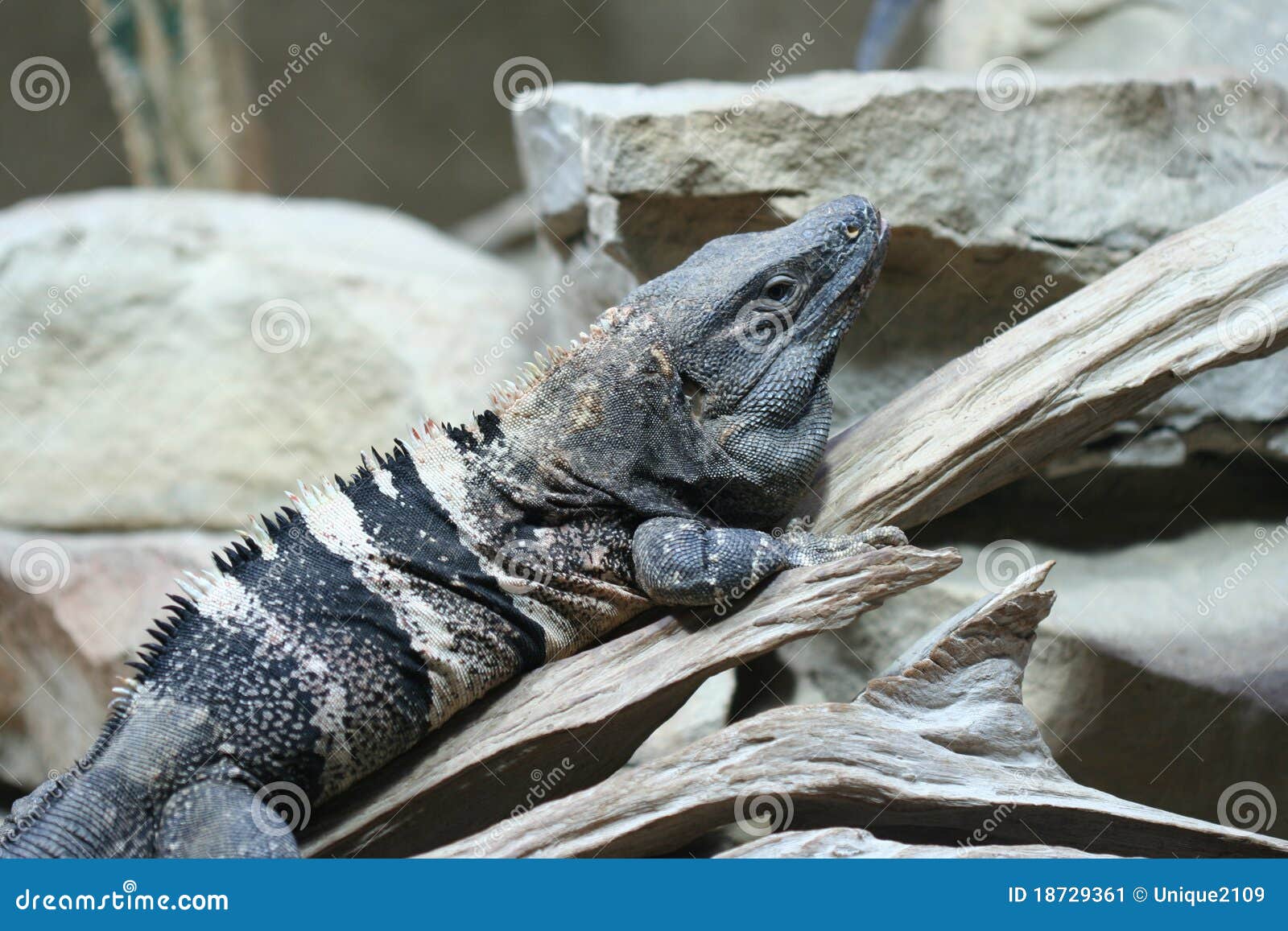 Leguan stock image. Image of animals, lizzard, amphibian - 18729361