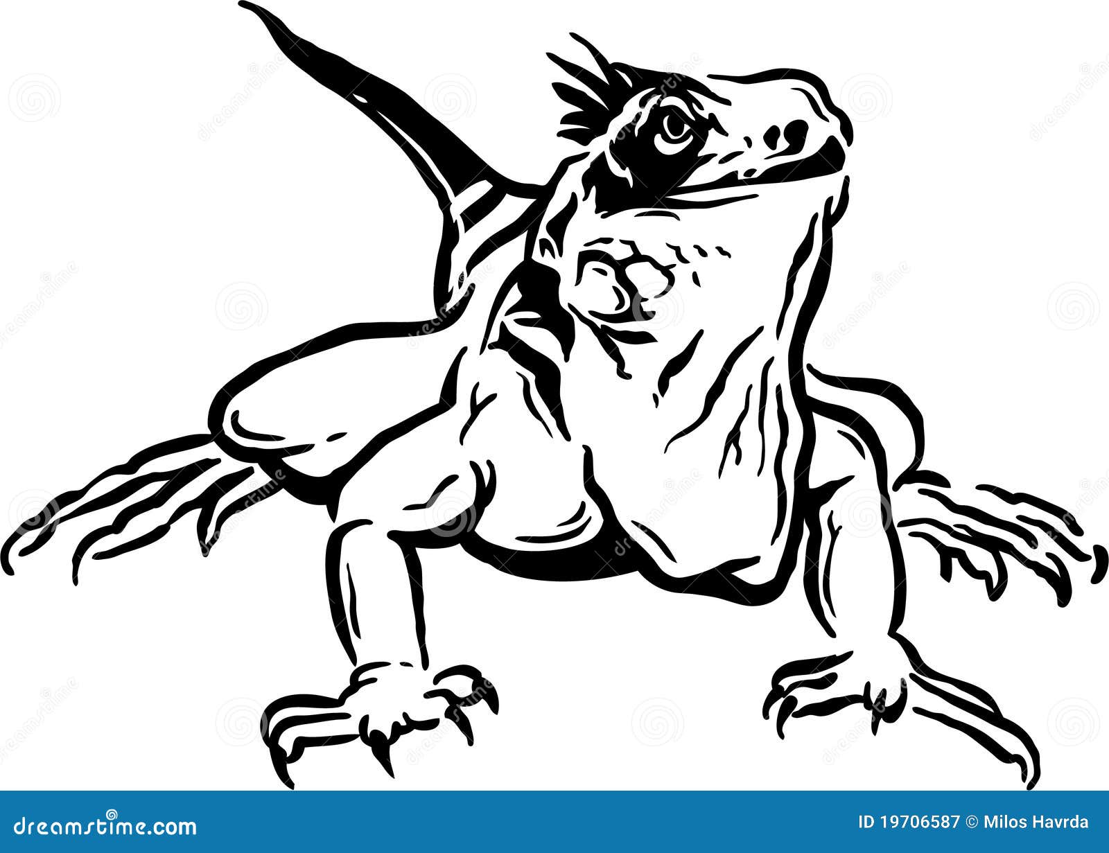 Leguan Cartoons, Illustrations & Vector Stock Images - 12 Pictures to ...