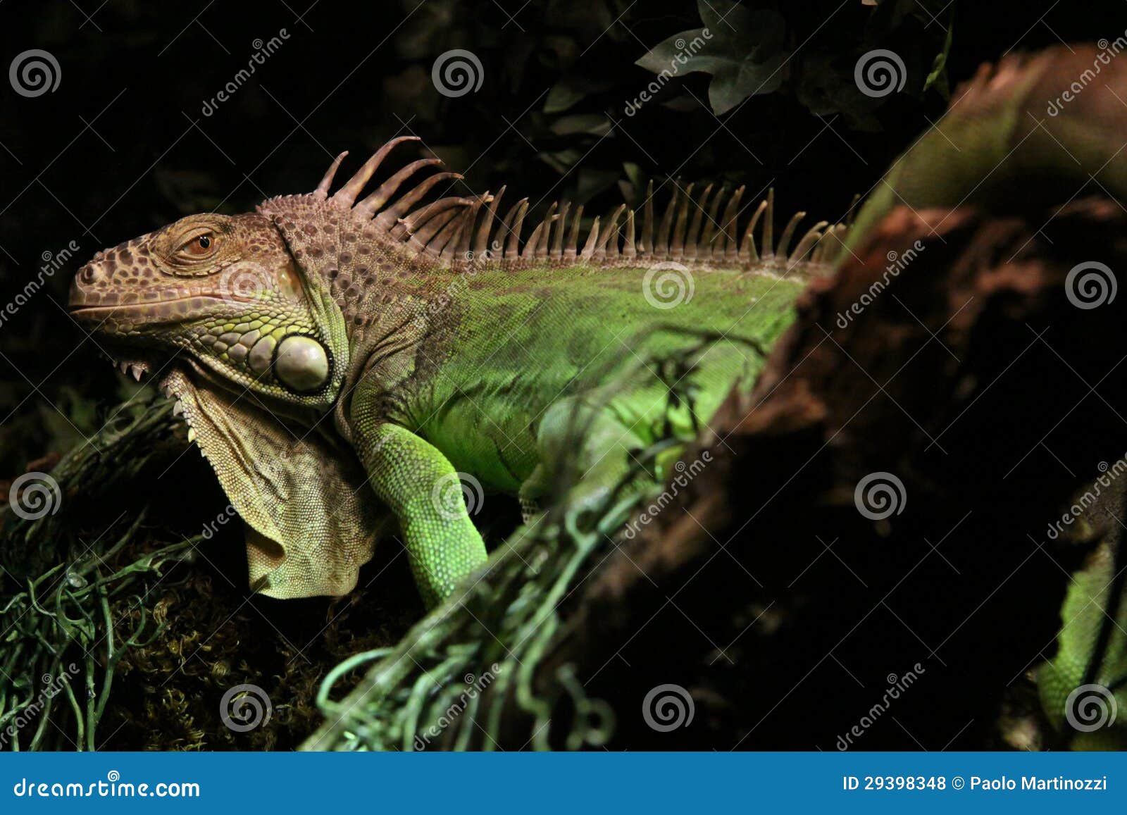 Leguan stockfoto. Bild von wild, wald, leguan, reptil - 29398348