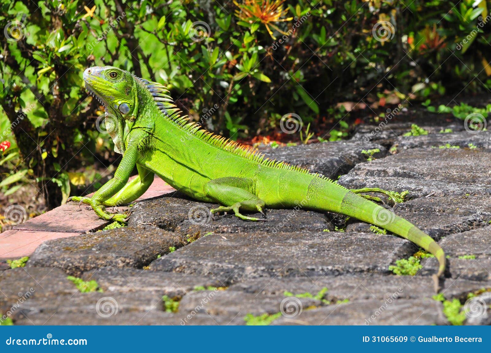 Leguan fotografering för bildbyråer. Bild av djurliv - 31065609
