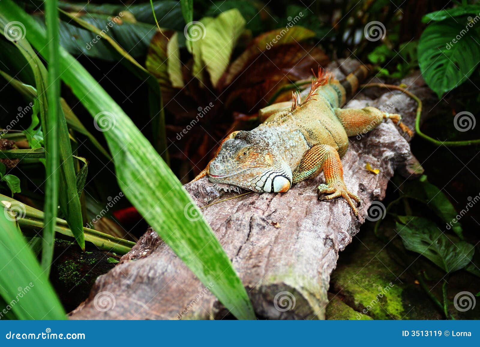 Leguan stockbild. Bild von historisch, reise, leguan, wildnis - 3513119