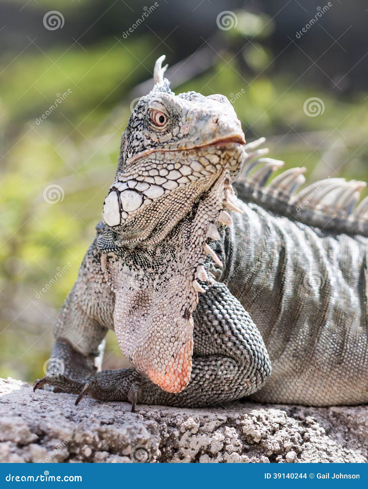 Leguan stockfoto. Bild von küste, insel, curacao, antillen - 39140244