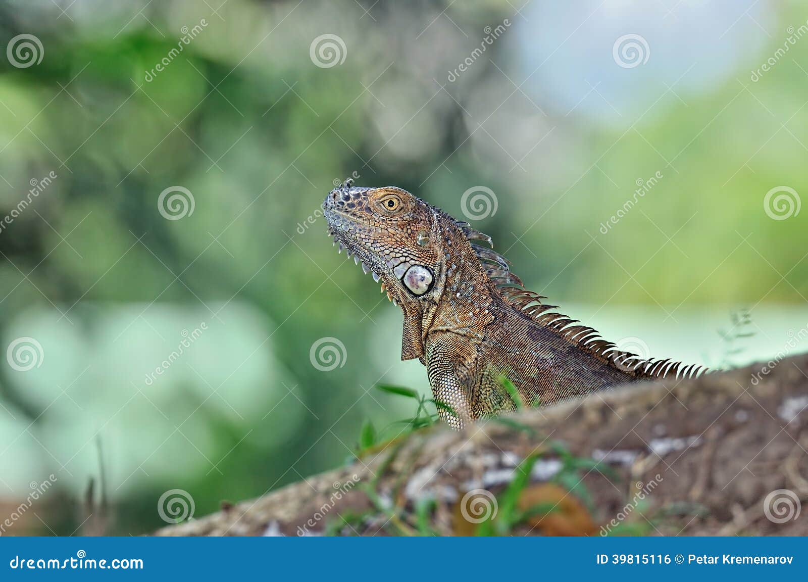 Leguan stockfoto. Bild von amphibie, ausdruck, porträt - 39815116