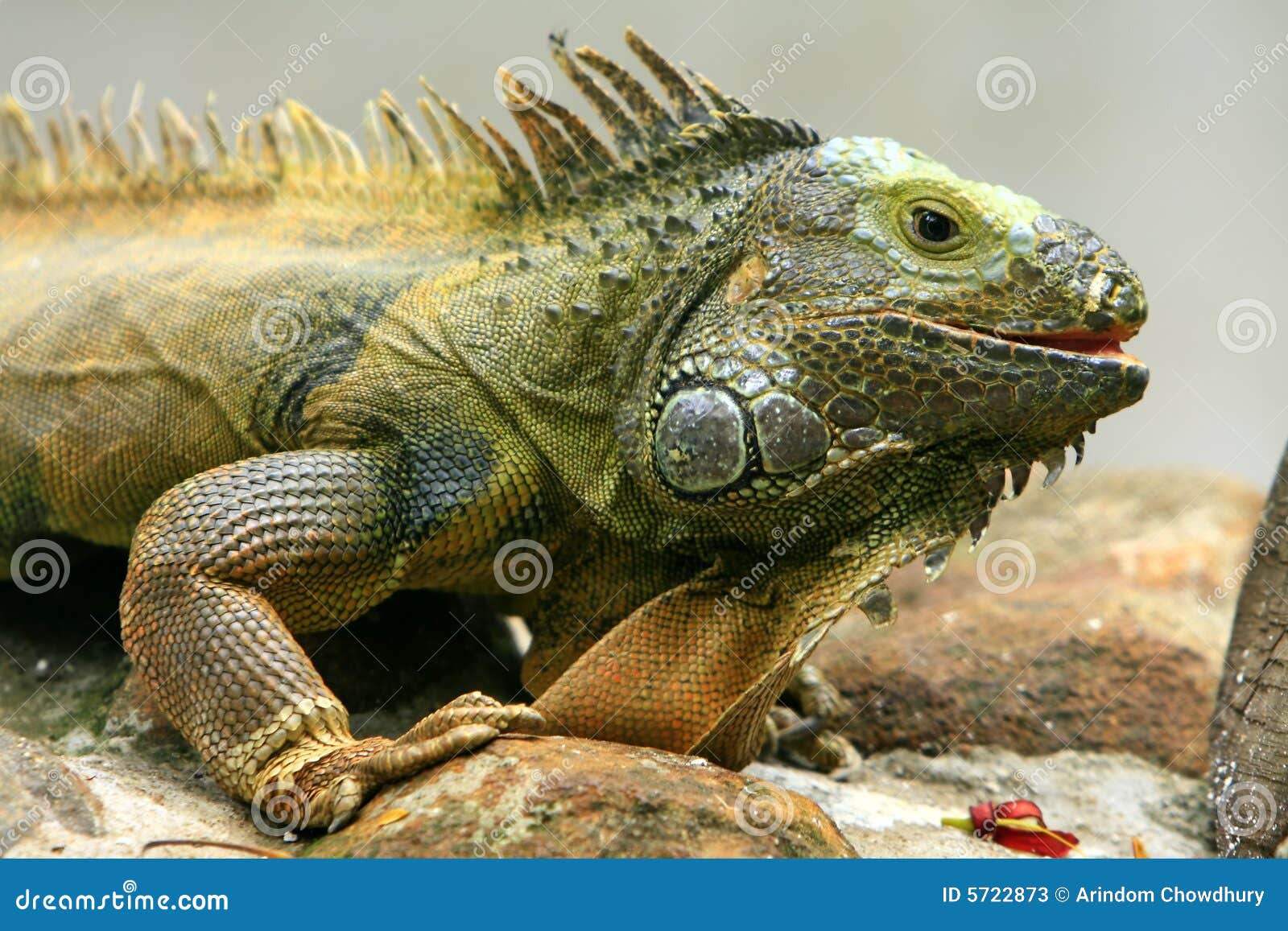 Leguan fotografering för bildbyråer. Bild av färgrikt - 5722873