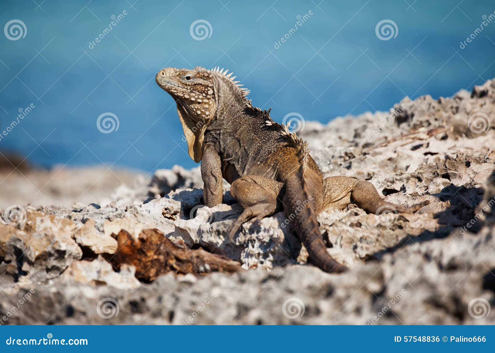 Leguan stockfoto. Bild von leguan, blau, wildnis, nave - 57548836