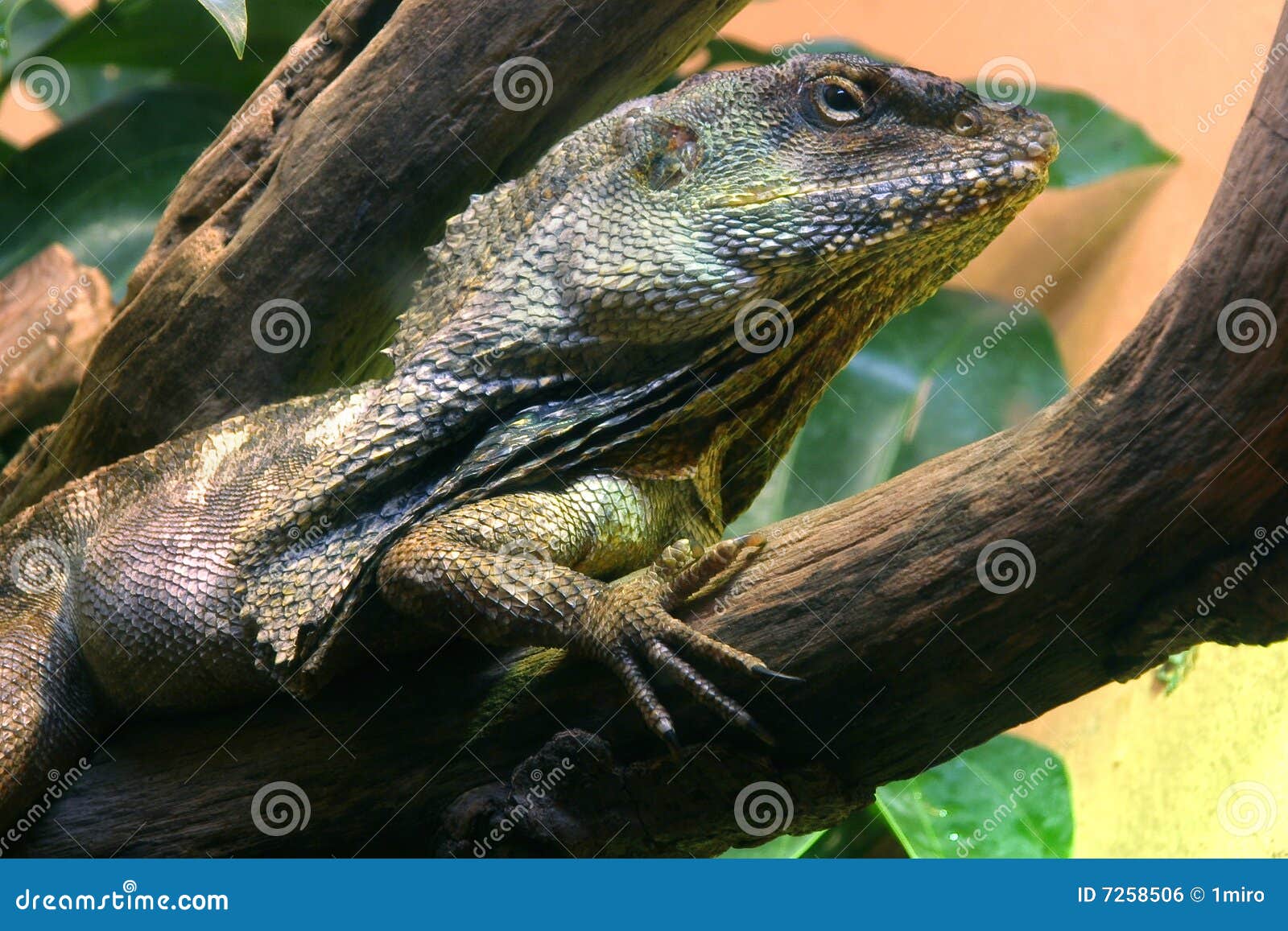 Leguan arkivfoto. Bild av anhydrous, leguan, skräddarsydd - 7258506