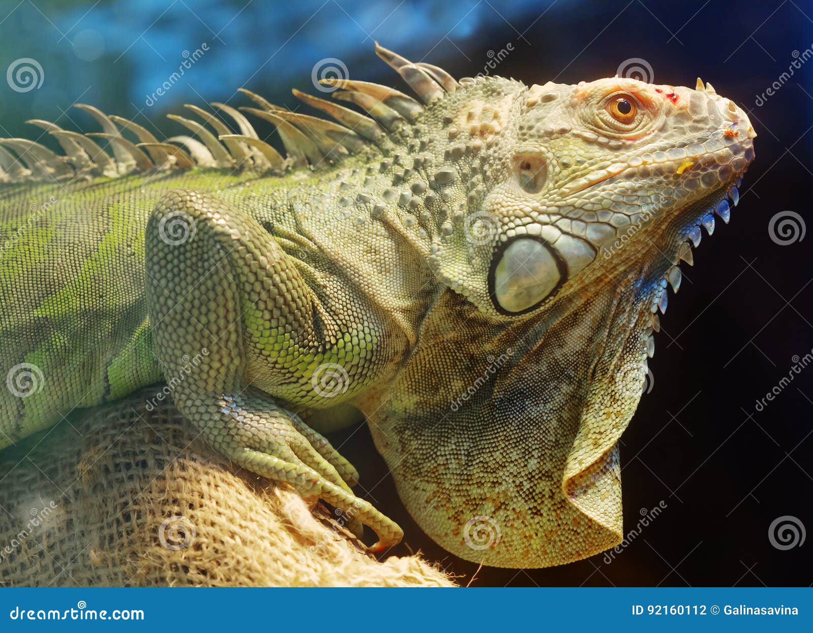 Leguan stockfoto. Bild von reptil, drache, greifer, tatzen - 92160112