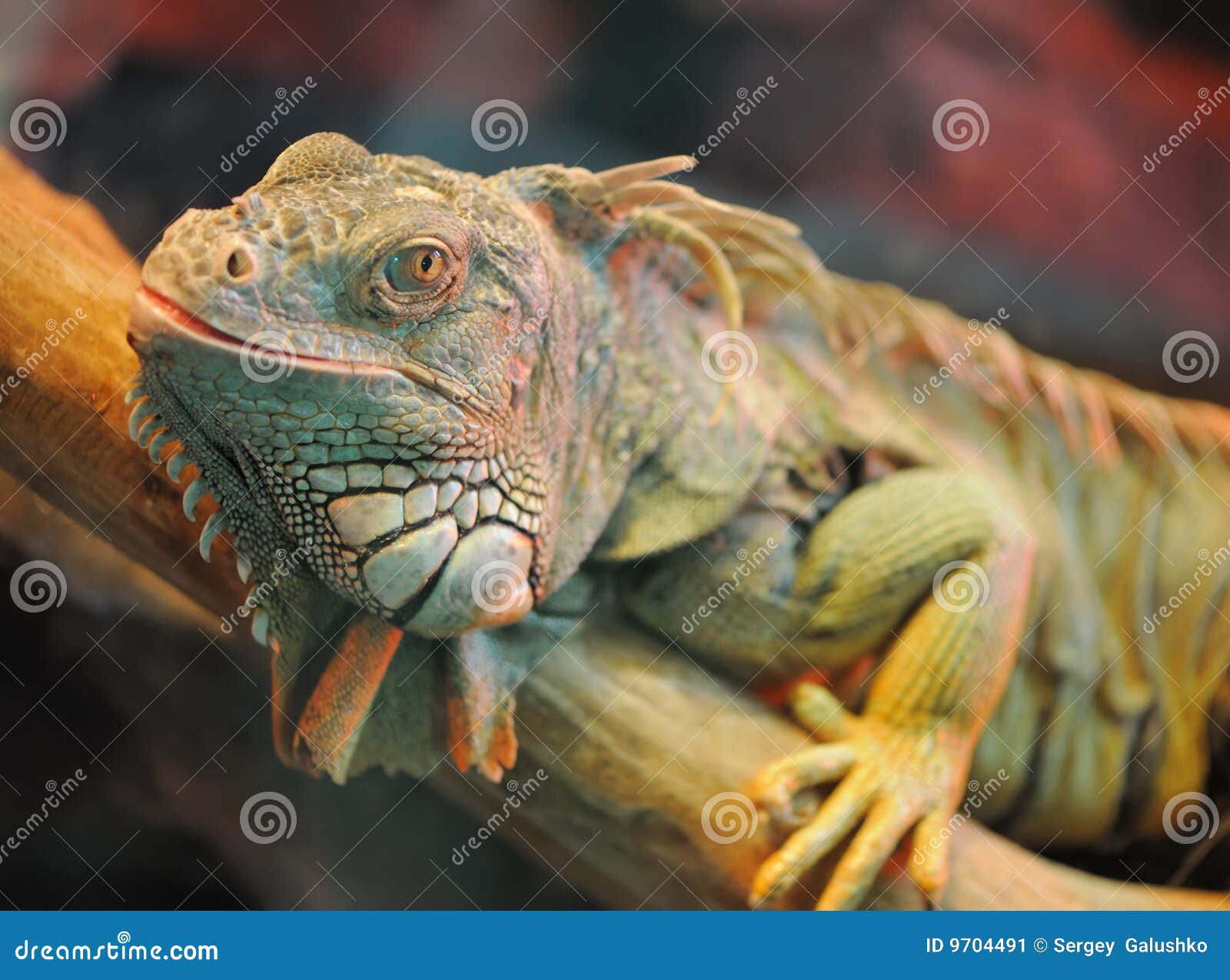 Leguan stockbild. Bild von grün, reptil, australien, drache - 9704491