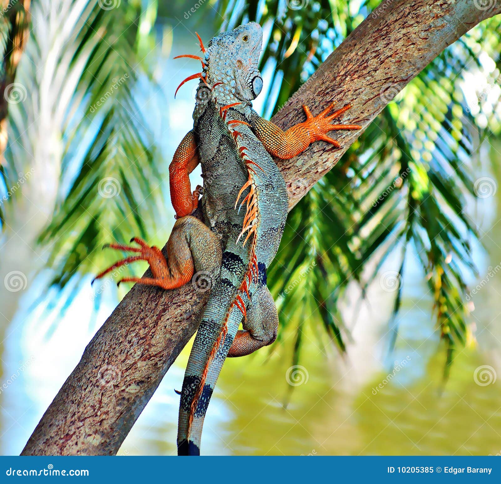 Leguan auf einem Baum stockbild. Bild von baum, skalen - 10205385