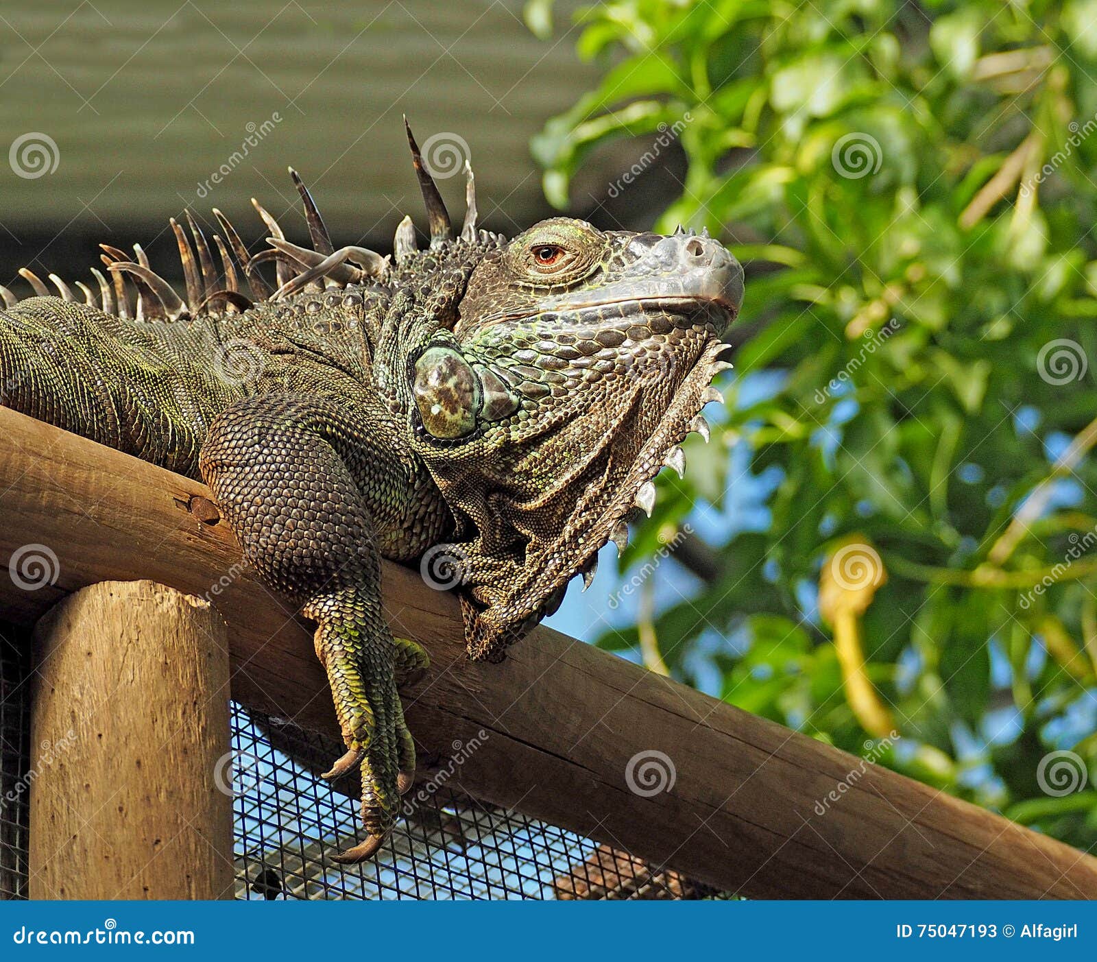 Leguan in captivity stock image. Image of habitat, close - 75047193