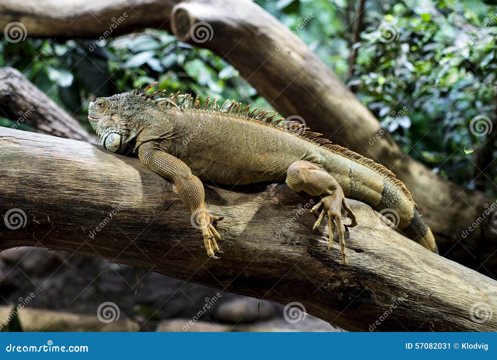 Leguan, Der Auf Baum Stillsteht Stockbild - Bild von frech, lebensraum ...