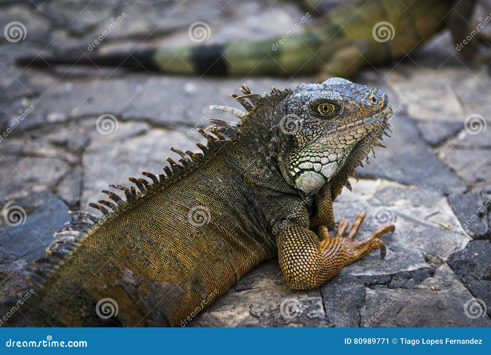 Leguan in Einem Park in Guayaquil in Ecuador Stockbild - Bild von ...
