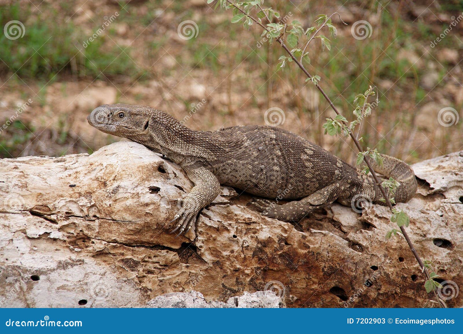 Leguan leguan stockbild. Bild von nave, afrika, greifer - 7202903