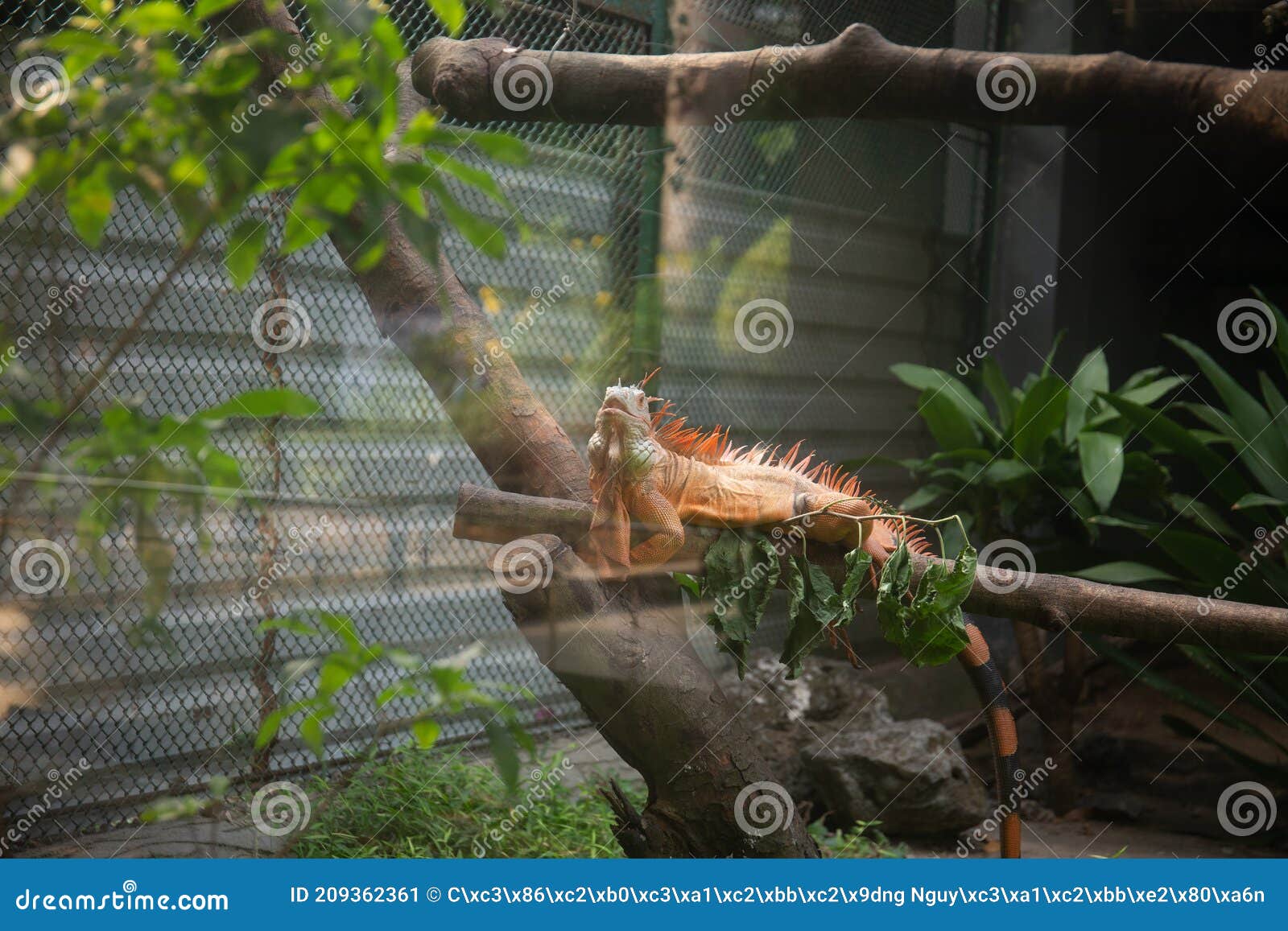 Leguan lizard in a zoo stock image. Image of animal - 209362361