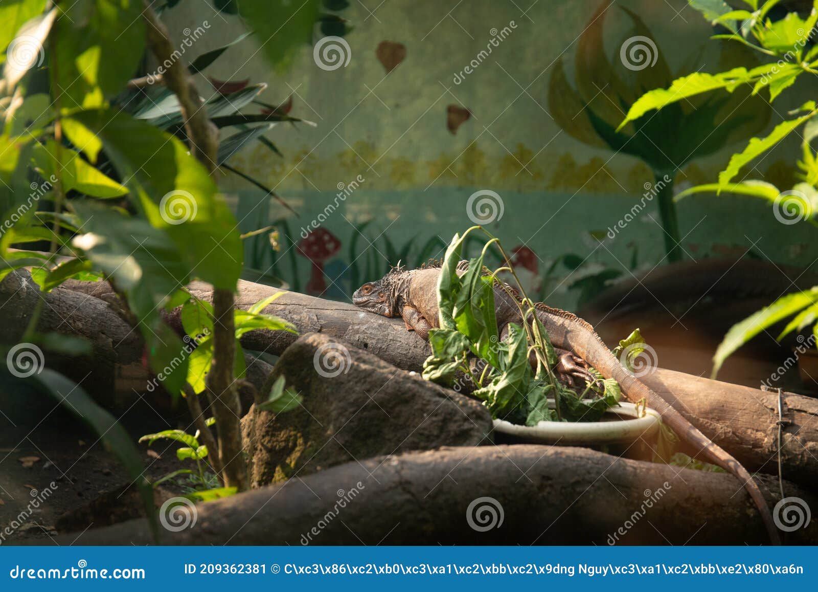 Leguan lizard in a zoo editorial photo. Image of lizard - 209362381