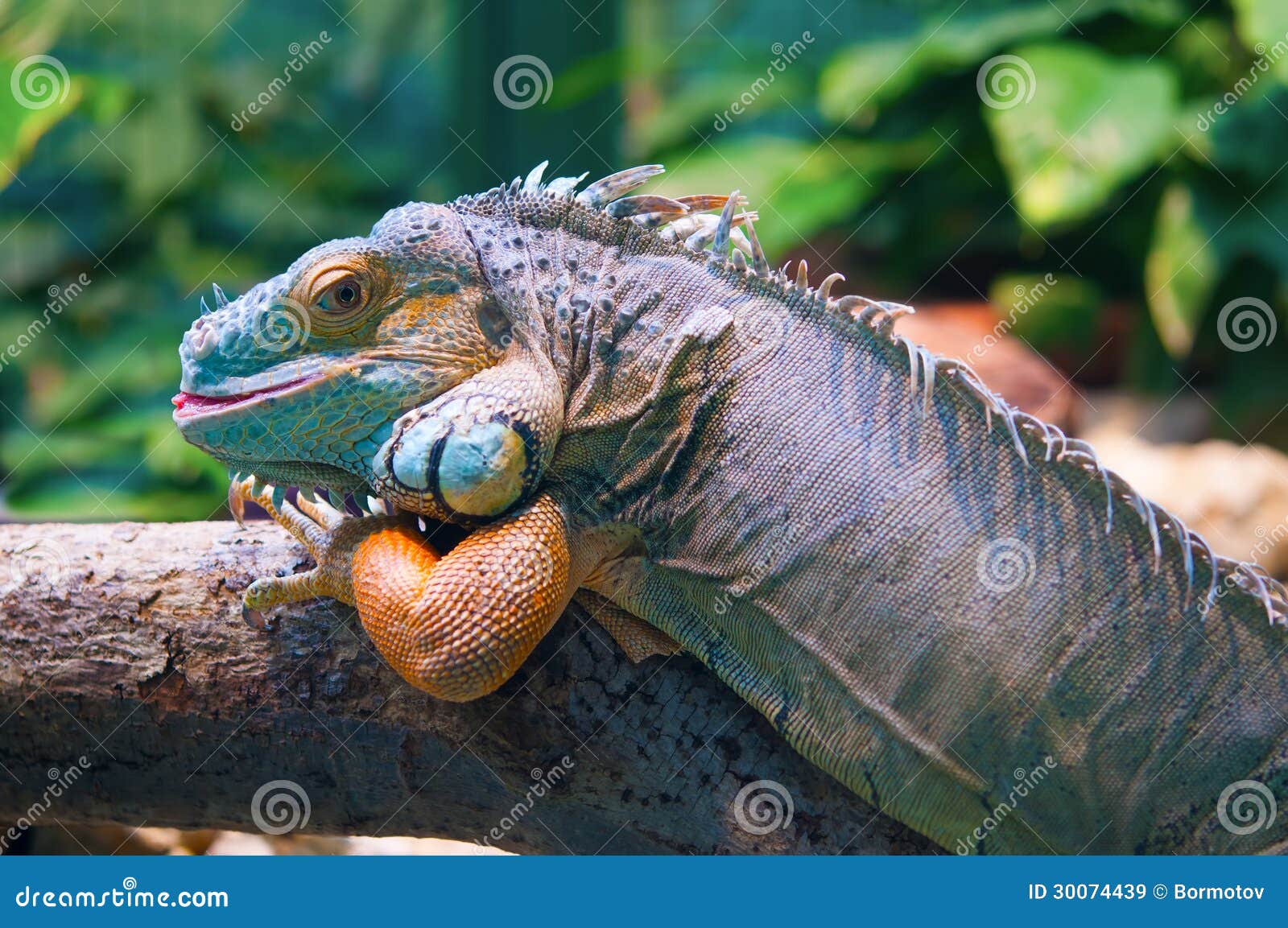 Leguana stock image. Image of serene, closeup, predator - 30074439
