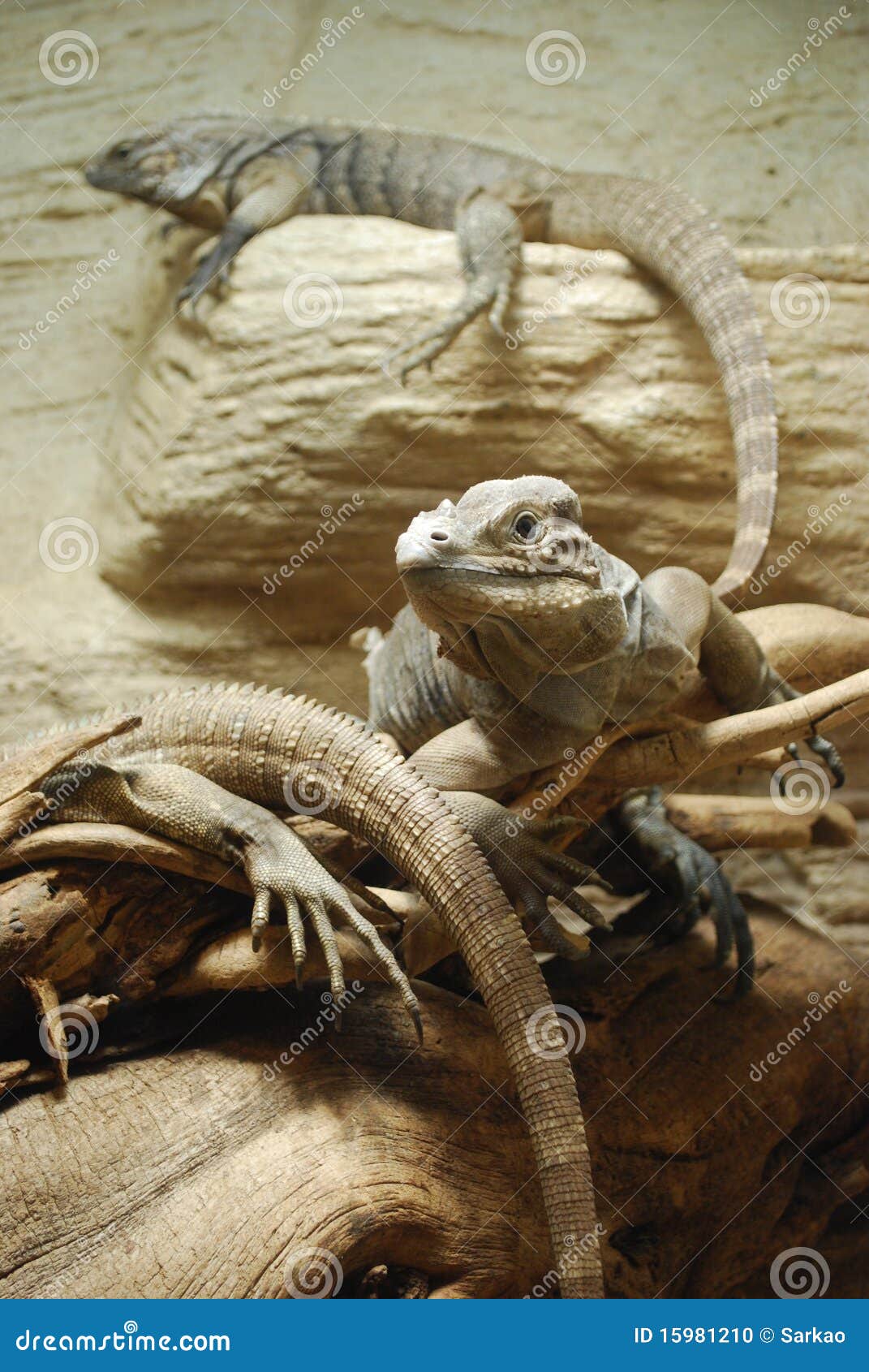Leguanen stock foto. Image of hagedissen, reptiel, dierentuin - 15981210