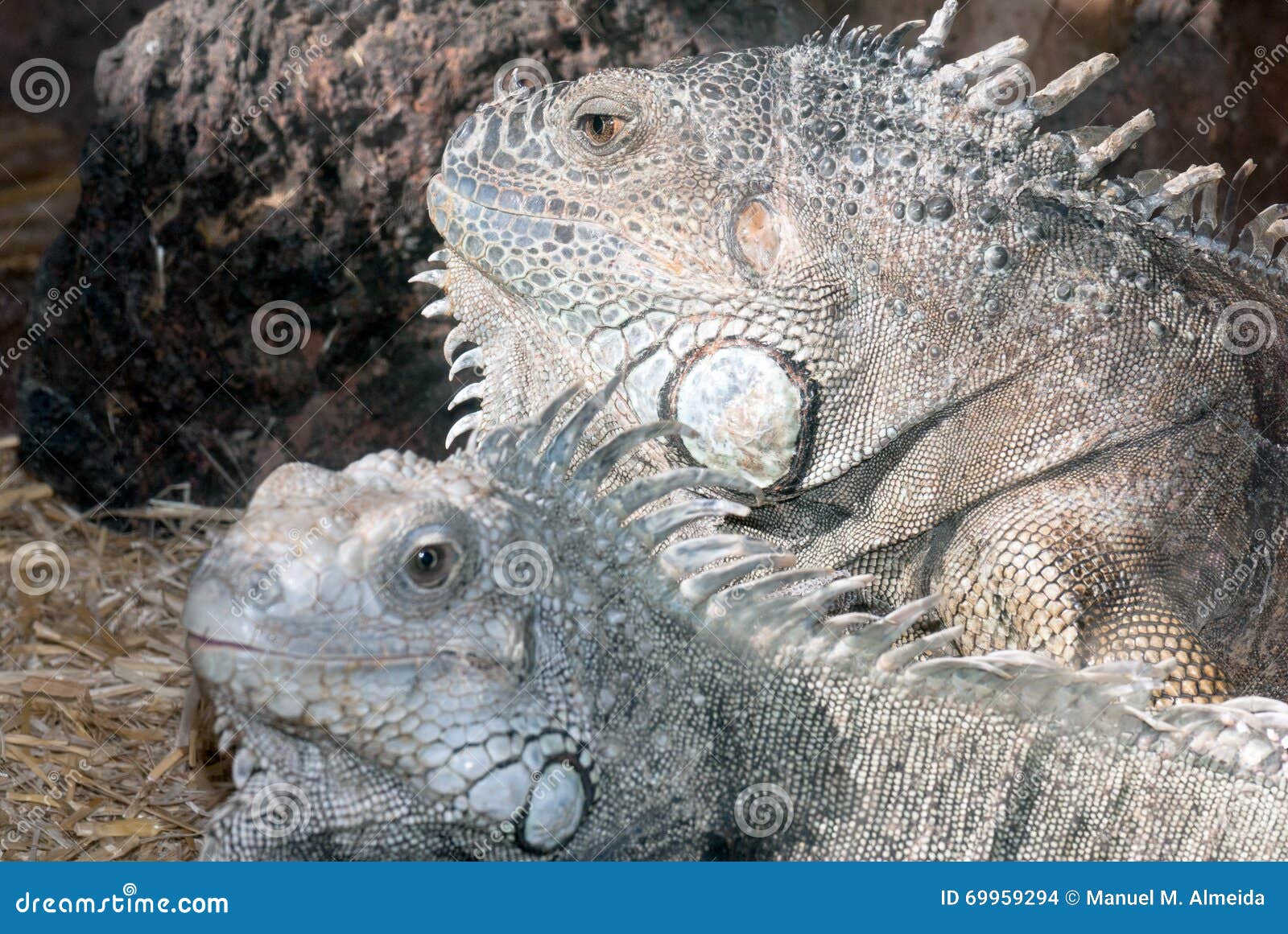 Leguaner arkivfoto. Bild av ögon, anhydrous, kvinnlig - 69959294