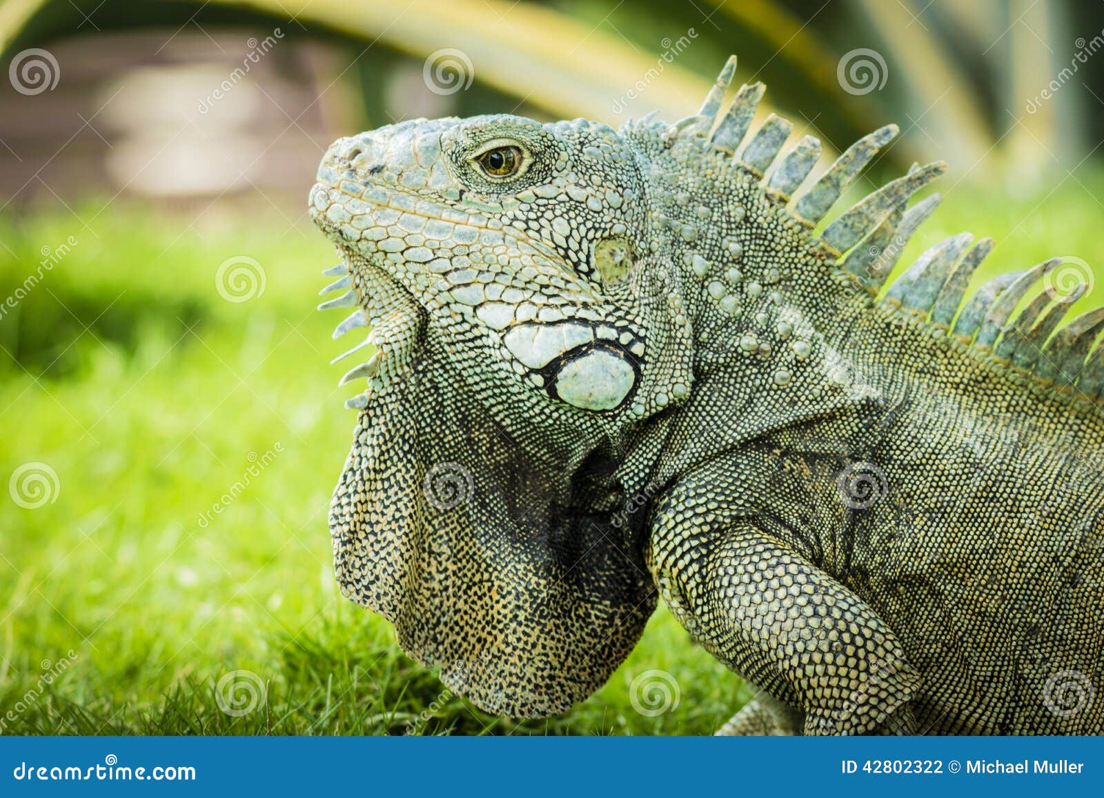 Leguaner av Guayaquil arkivfoto. Bild av leguaner, reptil - 42802322