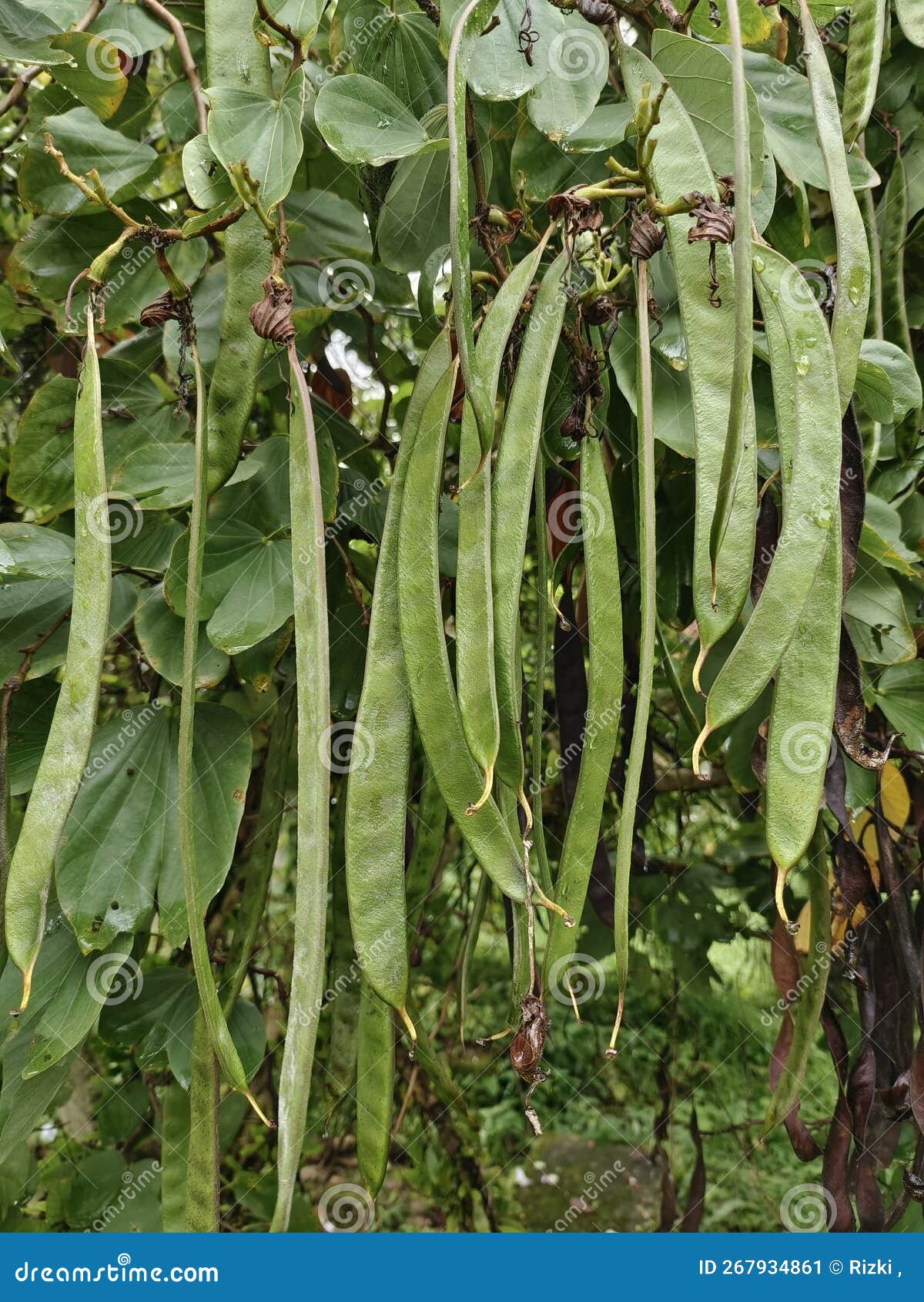 Legume Fruit Dangling from Tree Branches Stock Image - Image of plant ...