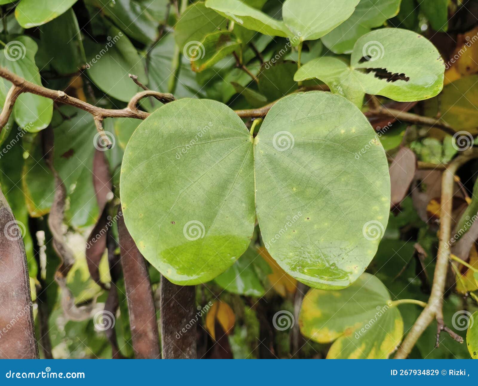 Legume Leaf Dangling from Tree Branches Stock Image - Image of branch ...