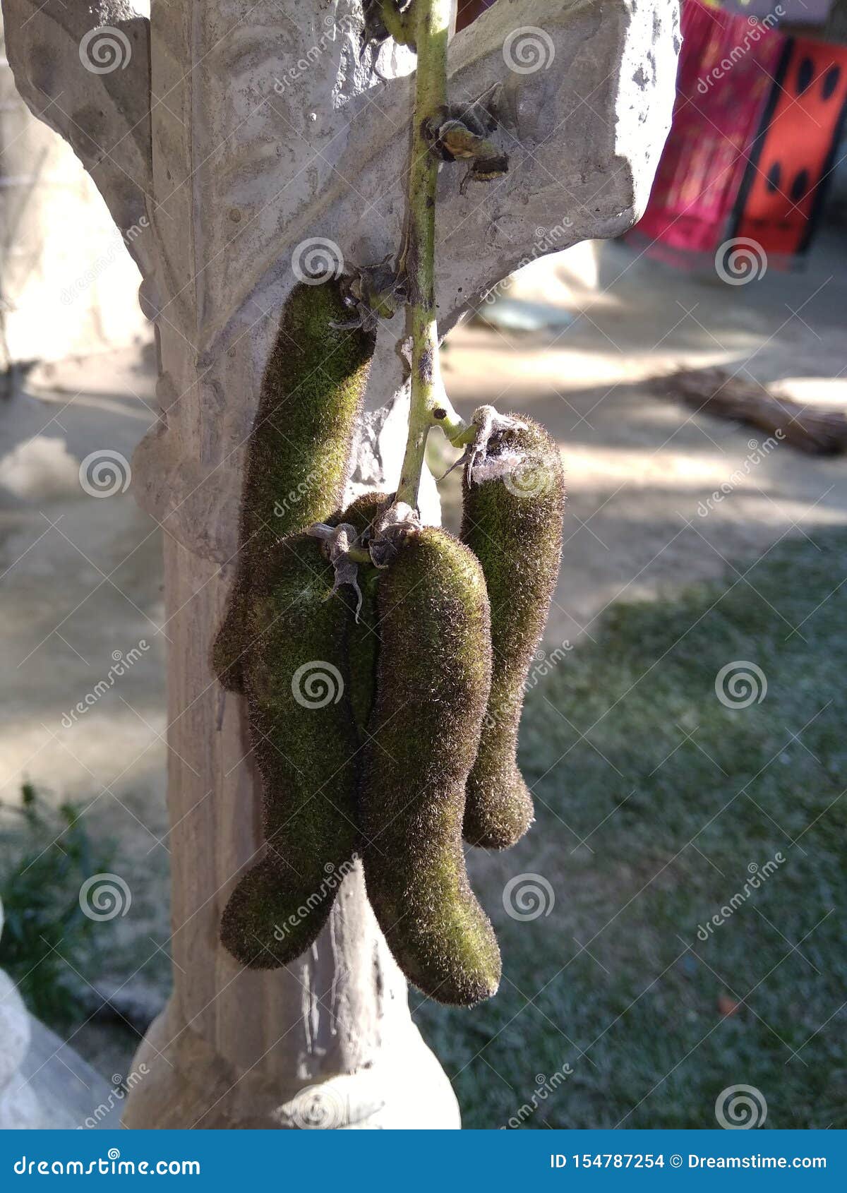 Legume Native Type of Soyabean Stock Photo - Image of type, native ...