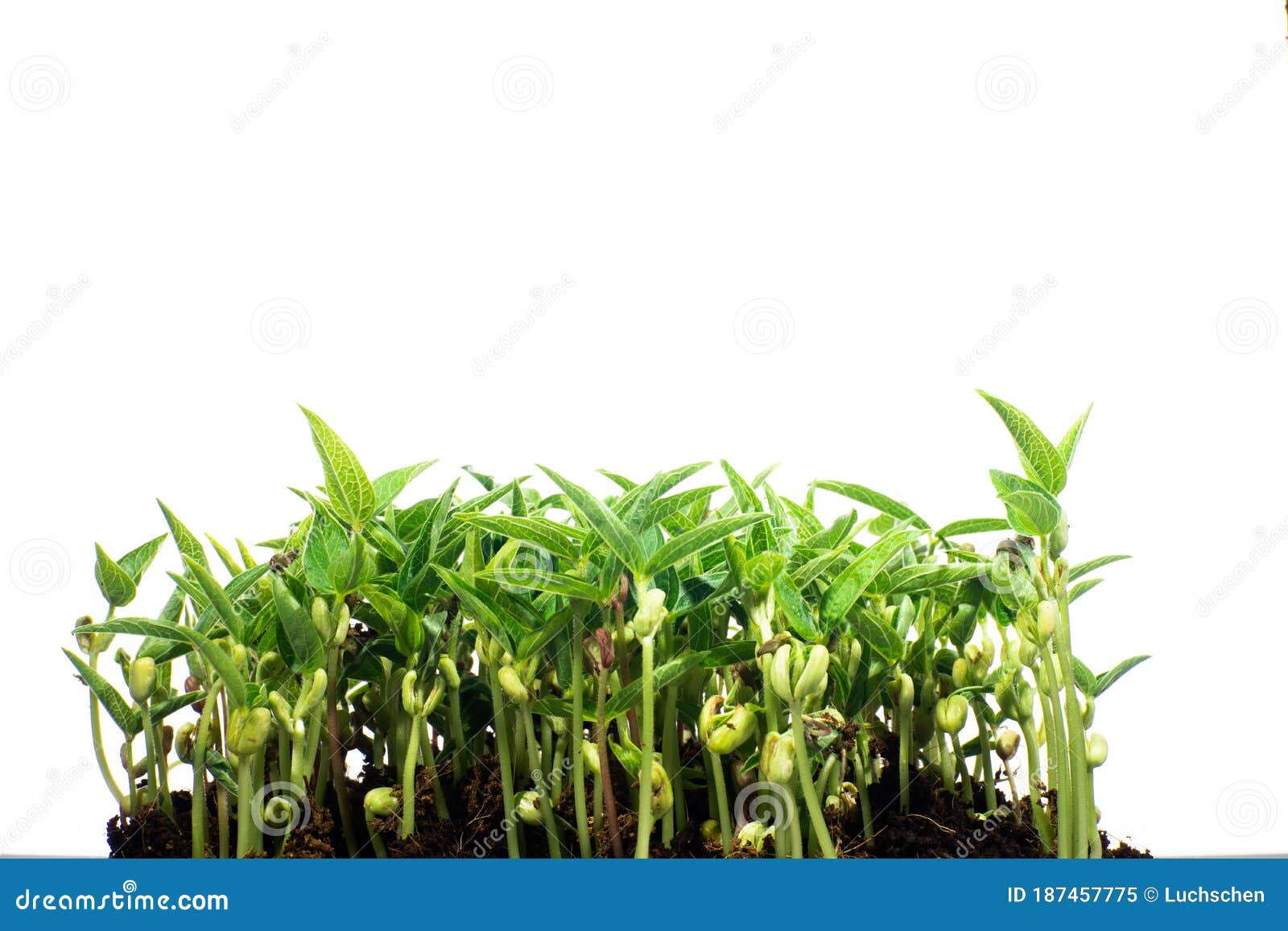 Legume Shoots. Mung Beans Sprouting Stock Image - Image of natural ...