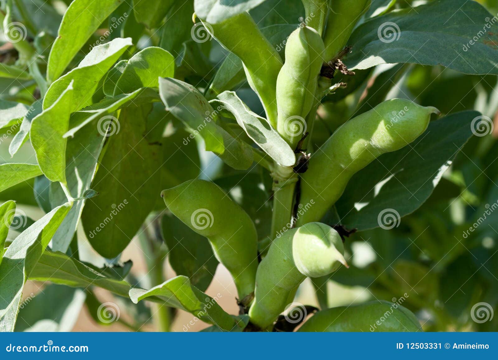 Leguminosae stock image. Image of bean, botanic, healthy - 12503331