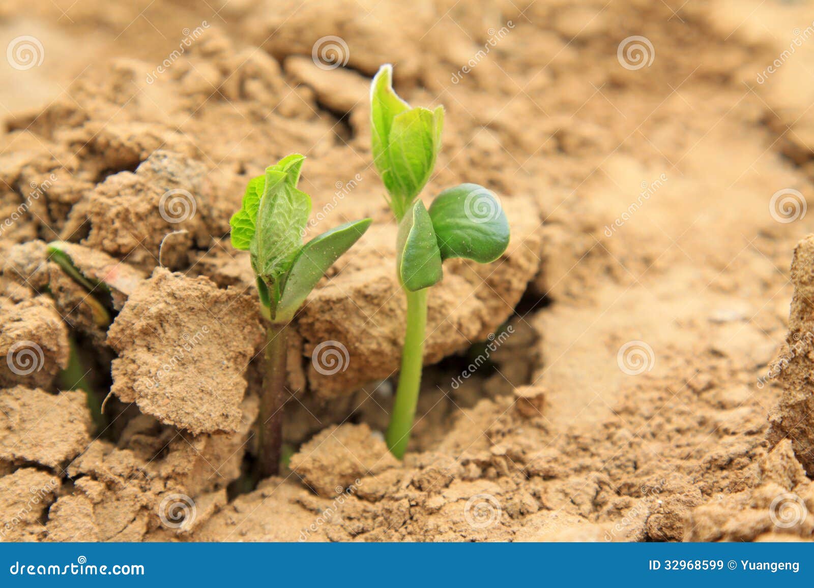 Leguminous Botany Seedling in the Field Stock Image - Image of soil ...