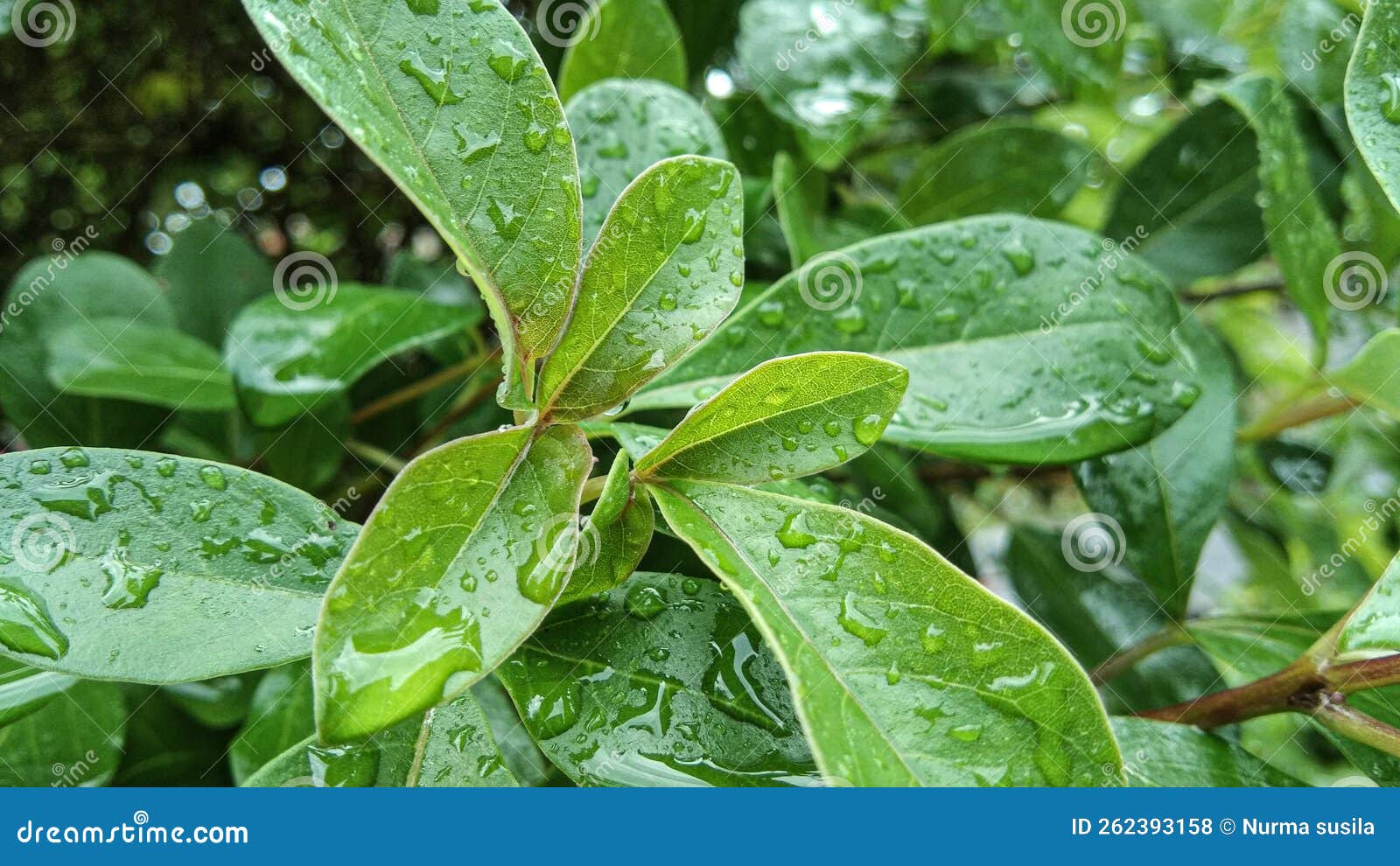 Legundi Plant is One of the Medicinal Plants for Typhus Stock Photo ...