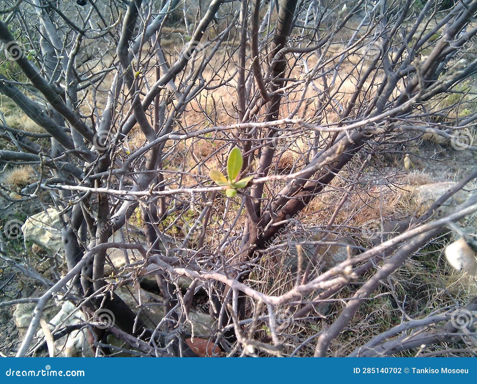 Lehlaku Shrub New Beginning Stock Photo - Image of anew, lehlaku: 285140702