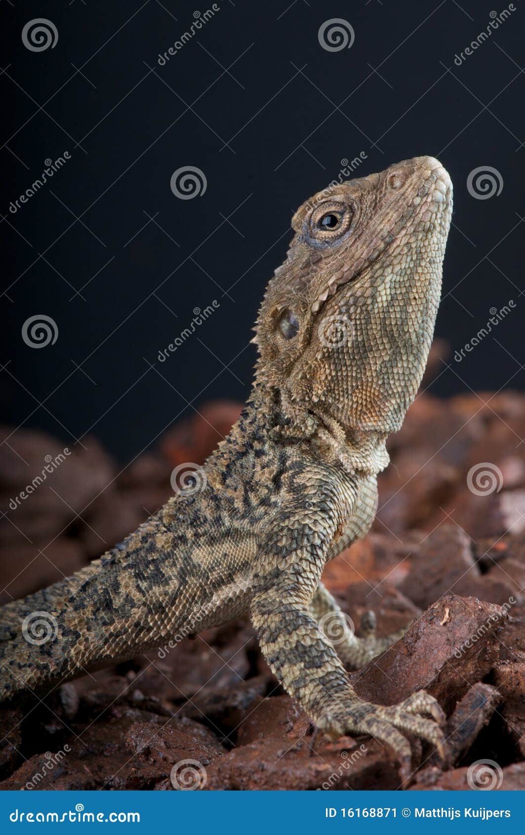 148 Agamids Stock Photos - Free & Royalty-Free Stock Photos from Dreamstime