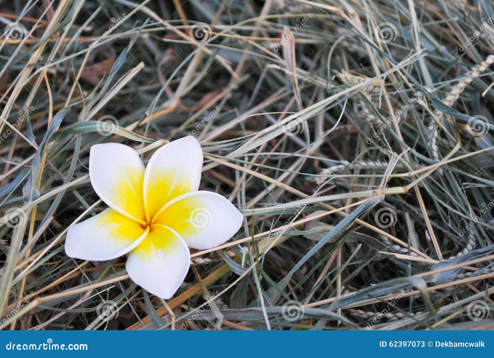 Lei Flower image stock. Image du saison, pétales, normal - 62397073