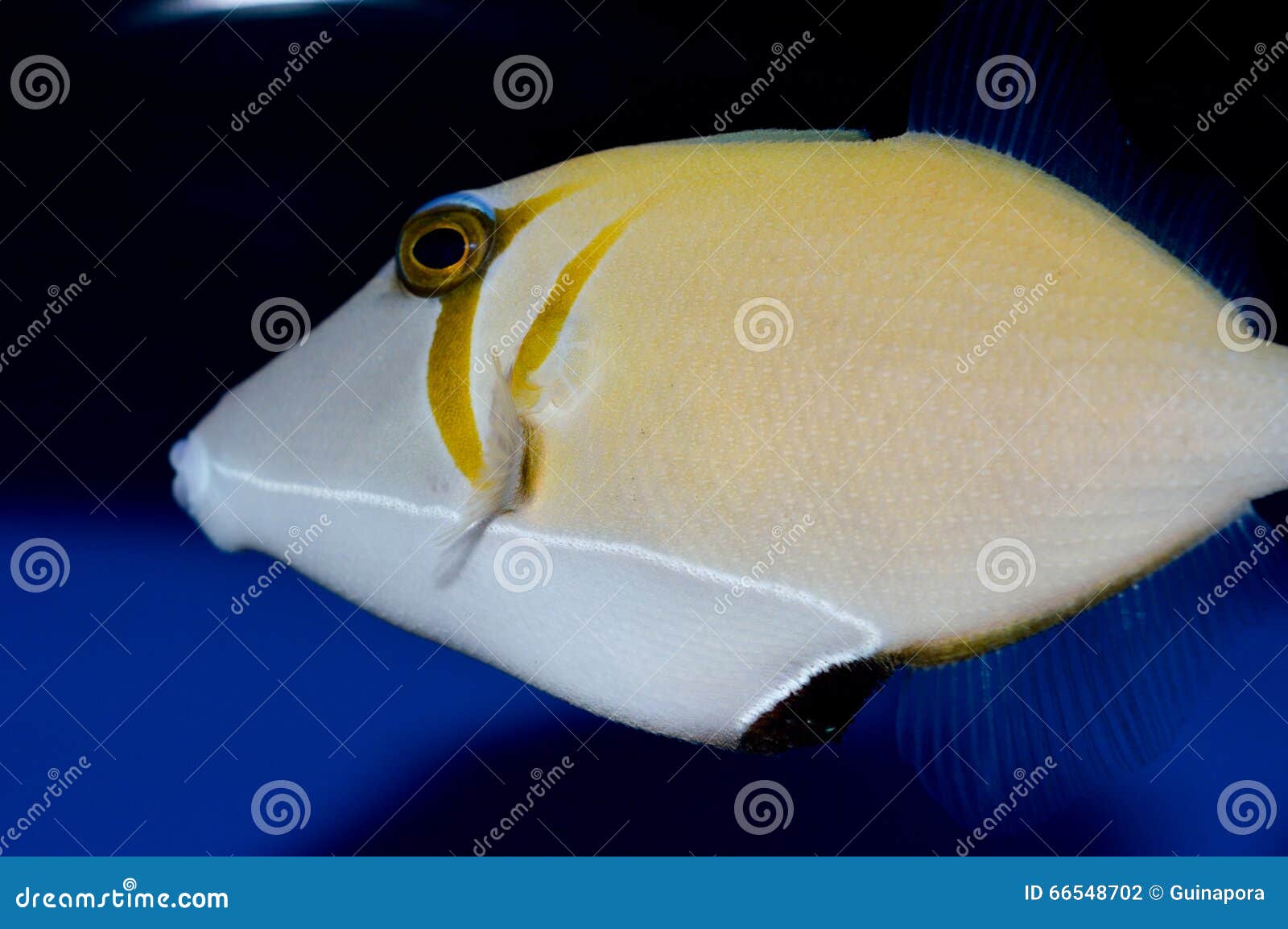 Lei triggerfish stock photo. Image of reef, bursa, macro - 66548702