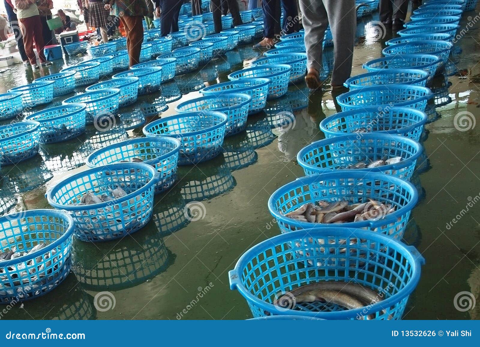 Leilão De Peixes Em Formosa Foto de Stock - Imagem de pesca, fileiras ...